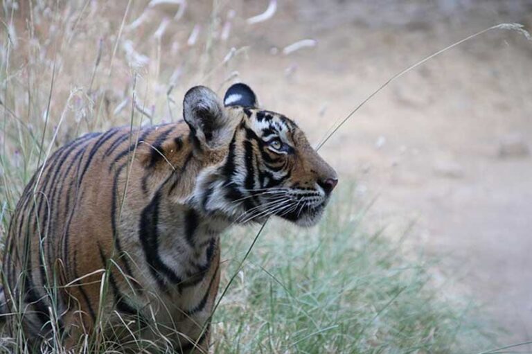 Tiger Conservation in South and Southeast Asia and The Indian ...