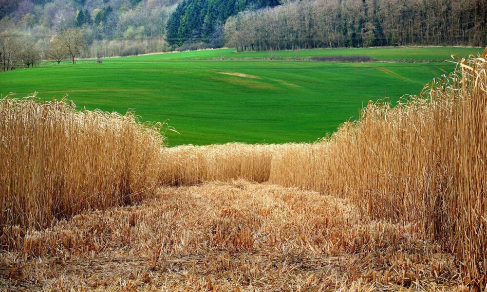 The phenomenon of land grabbing by multinationals - Modern Diplomacy