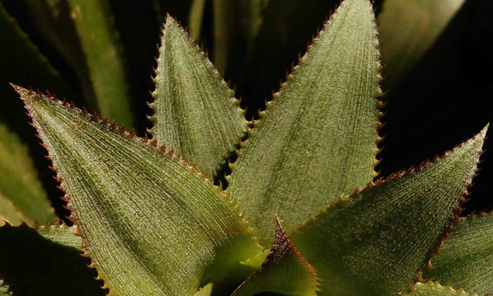 Types of Natural Fibers from Plants and Their Characteristics - Modern ...