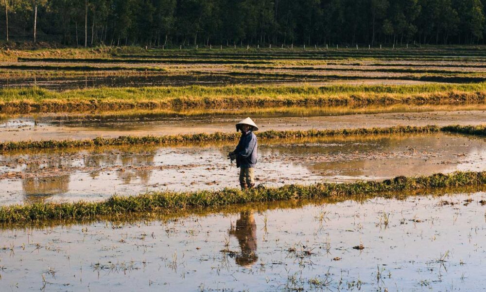 Transition to Low-Carbon Rice Will Help Vietnam Meet Its Emission ...