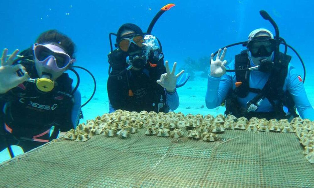 Women lead marine restoration efforts in the UNESCO Seaflower Biosphere ...
