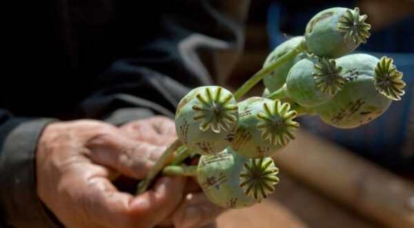 Afghan Opium Farming Falls 20% in 2025 as Drug Market Shifts to Meth ...