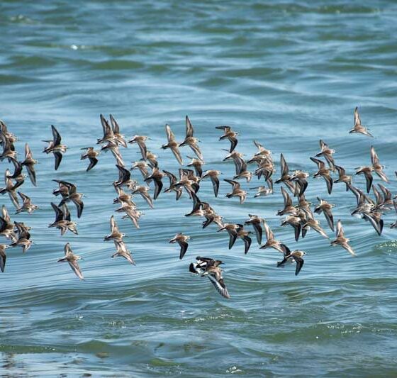 The Willow Project Threatens Alaska Bird Breeding Paradise - Modern ...