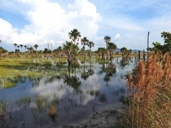 Environmental Protection and Food Production in the Cerrado Could ...